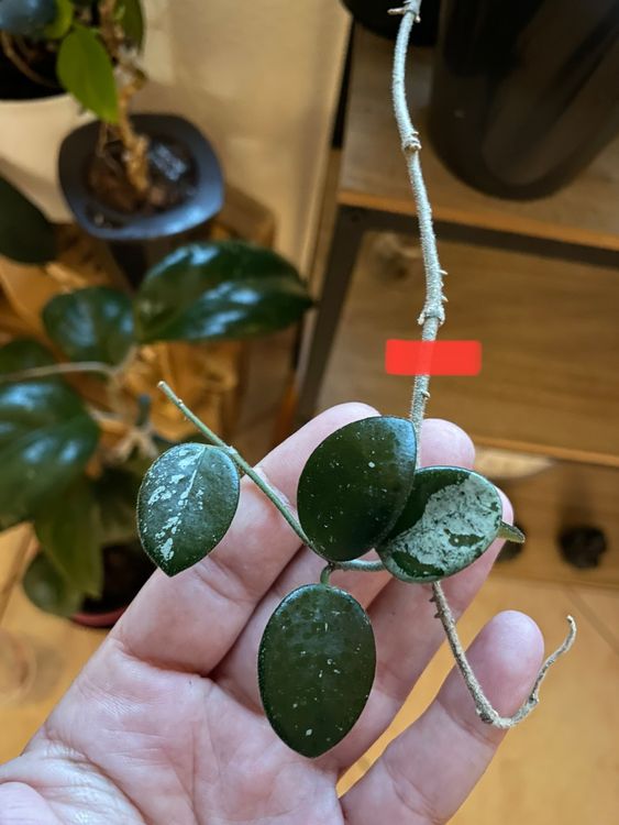 hoya mathilde silver(coupe) | Kaufen auf Ricardo