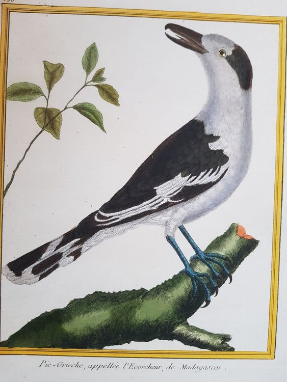 antikes Blatt Stich - Pie grieche de Madagascar Vogel (Gebraucht) in Walterswil BE für CHF 18 ...