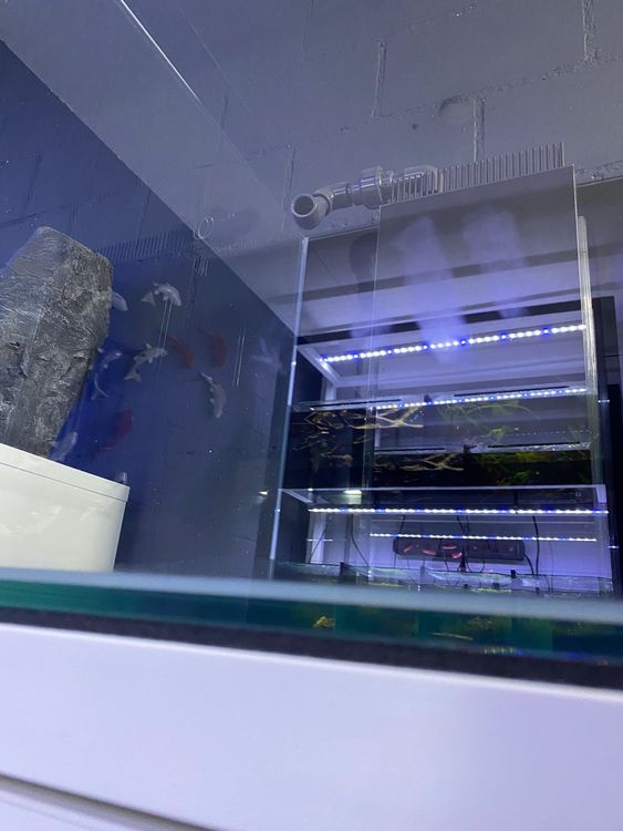 Meerwasser Aquarium 45x45x45 (Neu (gemäss Beschreibung)) in Berikon für CHF 400 – nur Abholung ...