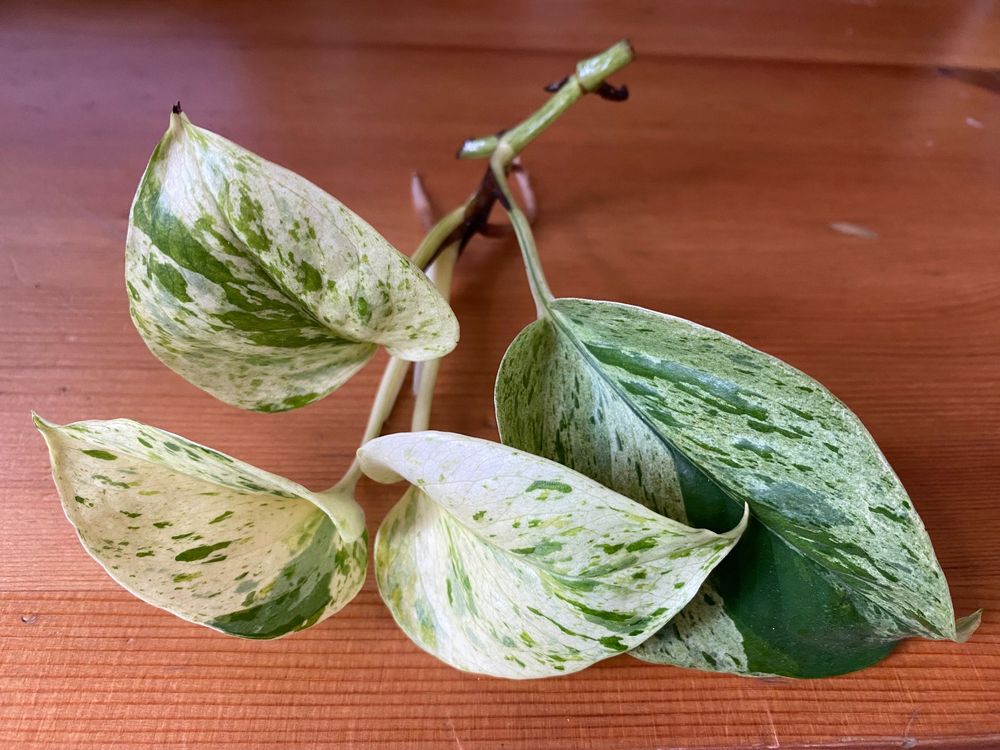 Epipremnum pinnatum marble queen | Kaufen auf Ricardo