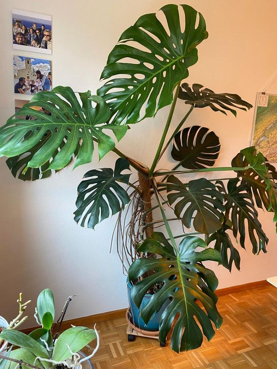 Monstera big size 2m tall (Gebraucht) in Zürich für CHF 200 – nur ...