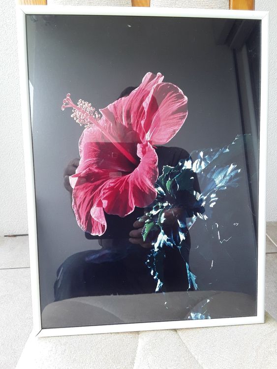 Blumenbild / 284R (Gebraucht) in Knutwil für CHF 5 – mit Lieferung auf Ricardo kaufen