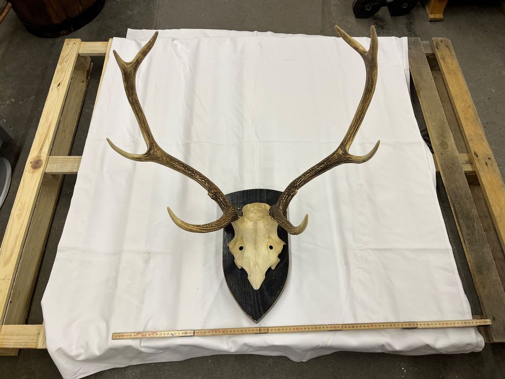 Hirschgeweih 8-Ender auf schönem Schild Jagd Deko 🦌 (Gebraucht) in Seewen SZ für CHF 150 – nur ...