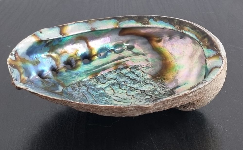 Muschel Abalone Perlmutt Seeohrmuschel Paua Irismuschel (Gebraucht) in ...