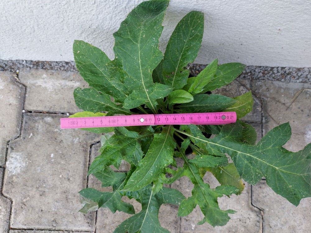 Echinops ritro / Kugeldistel Sämling/ Winterharte Staude | Kaufen auf ...