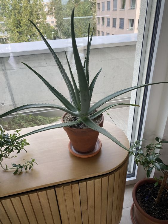 Aloe Vera Topfgrosse