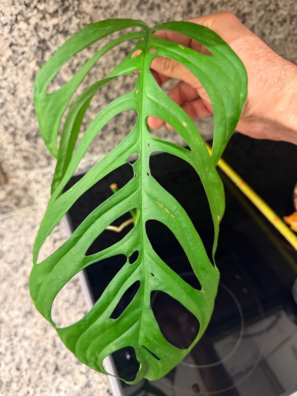 🌿 Seltene MONSTERA ESQUELETO (Giant Form) - Bewurzelter Sta (Gebraucht ...