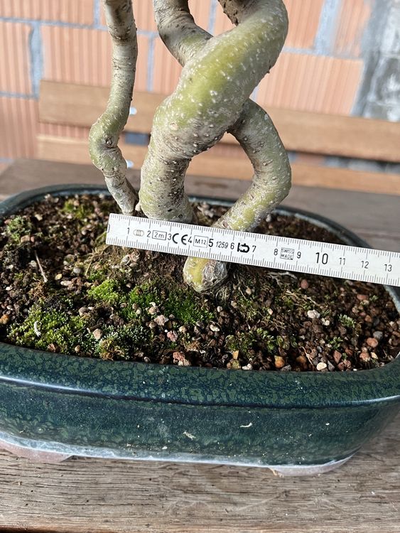 Ligustrum japonicum 27 Jahre Neagari Wurzelform | Kaufen auf Ricardo