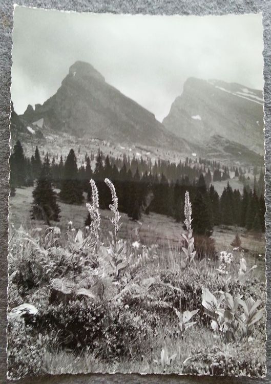 Foto Toggenburg (I): Sellamatt mit Churfirsten, um 1960 | Kaufen auf Ricardo