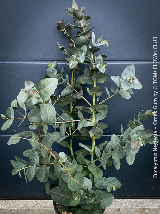 Eucalyptus Neglecta - der winterharte (bis -15C) „Omeo Gum“ (Neu und ...