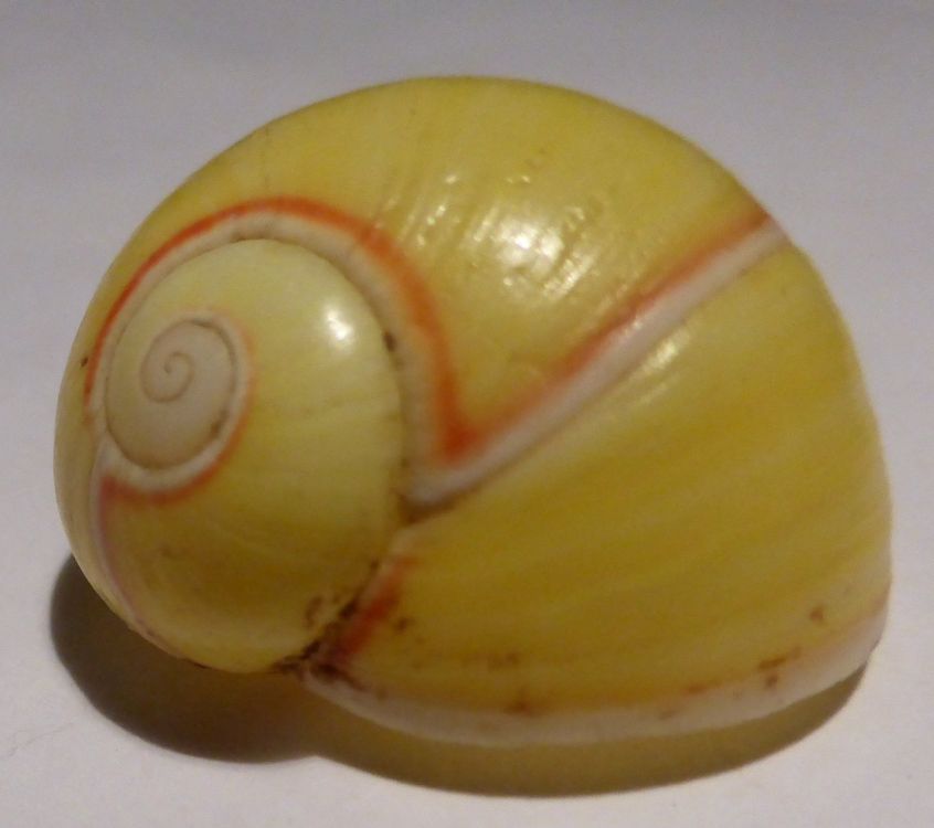 POLYMITA VENUSTA, SUPER ZITRONENGELB, MIT ROTEN LINIEN, RARE | Kaufen ...