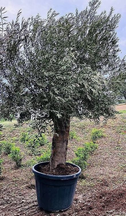 Olivenbaum "Cubitus" winterhart (Neu (gemäss Beschreibung)) in Zuckenriet für CHF 550 – nur ...