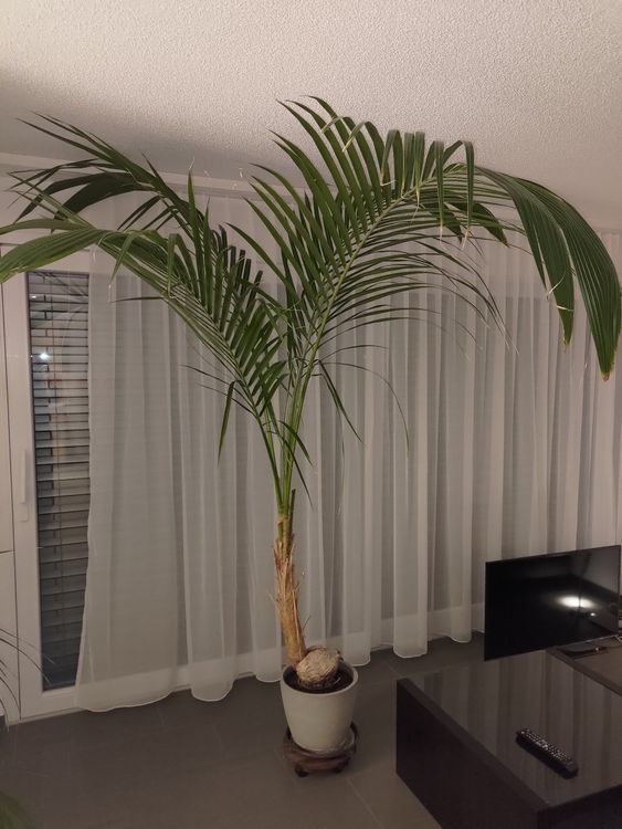 Kokospalme Cocos nucifera (Gebraucht) in Rheinfelden für CHF 50 – nur Abholung auf Ricardo kaufen