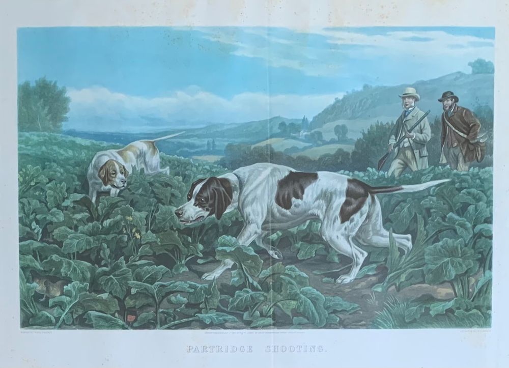 „Partridge Shooting“ von Basil Bradley | Kaufen auf Ricardo