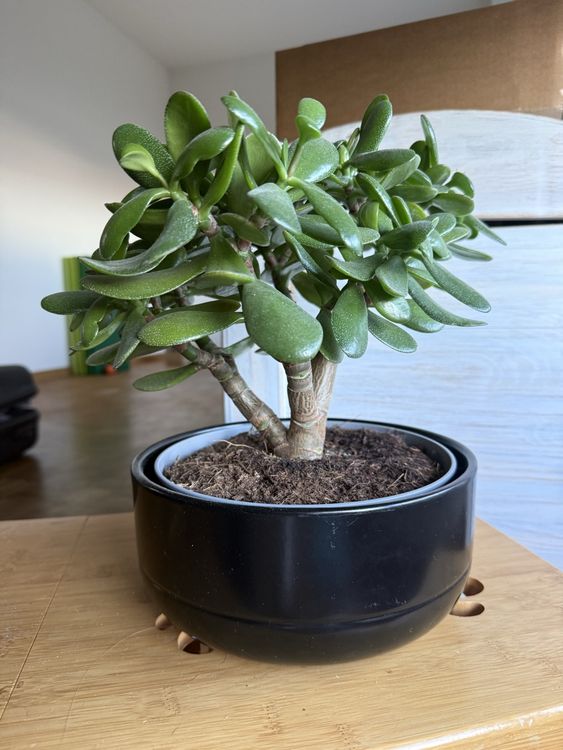 Jade Plant in Black Pot - Perfect Indoor Decor! (Gebraucht) in Zug für ...