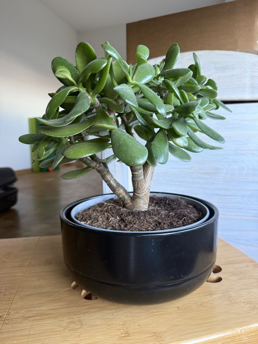 Jade Plant in Black Pot - Perfect Indoor Decor! (Gebraucht) in Zug für ...