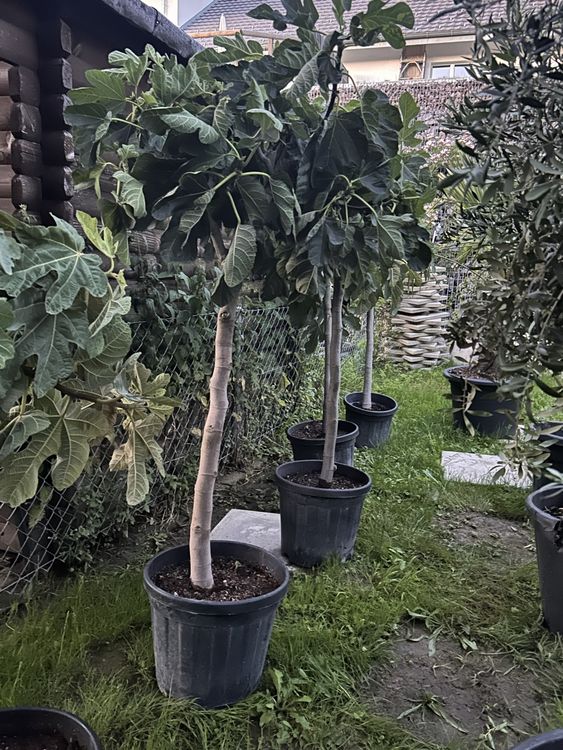 Feigenbaum winterhart (Neu und originalverpackt) in Riedt b. Erlen für CHF 99 – nur Abholung auf ...