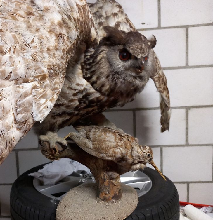 Prächtiger Uhu mit Beute, Präparat. | Kaufen auf Ricardo