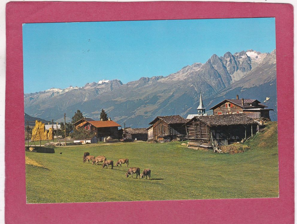 Obersaxen Miraniga mit Oberalpstock Kühe 1971 (Gebraucht) in Herisau für CHF 1 – mit Lieferung ...