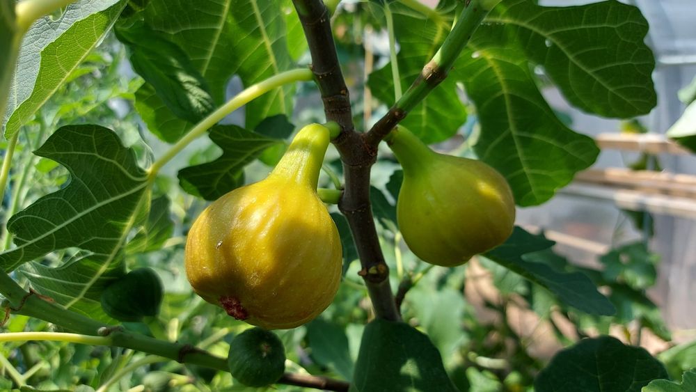 Feigenbaum klein | Kaufen auf Ricardo