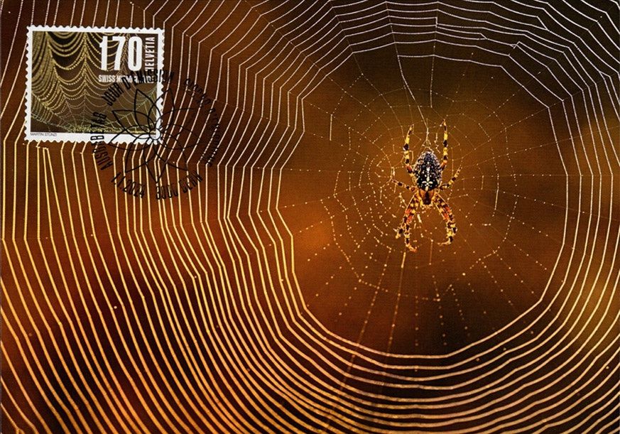 Maximumkarte Naturmuster - Spinnennetz | Kaufen auf Ricardo