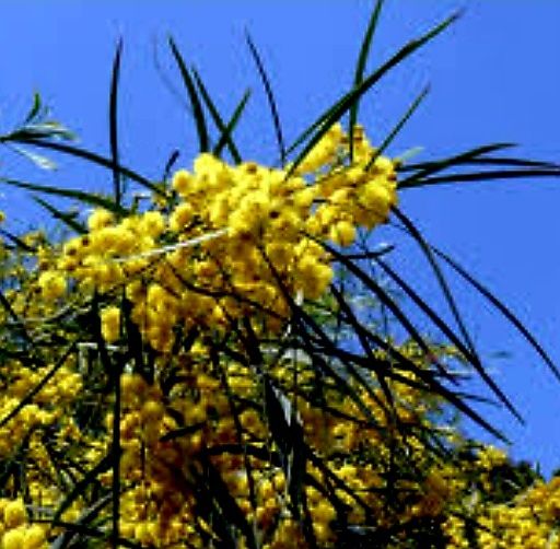 ACACIA RETINOIDES 150 cm oder seltene immer blühende Mimosa (Neu und ...