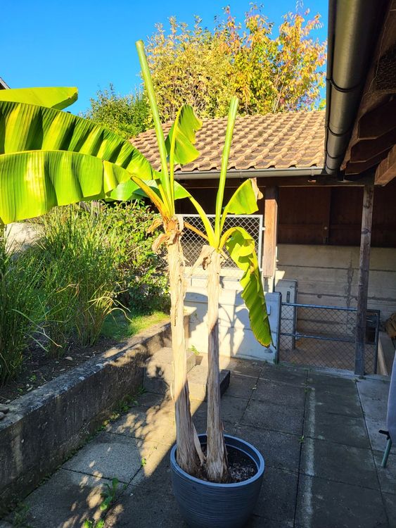 Bananenbaum ca. 2.50 (Gebraucht) in Wallisellen für CHF 60 – nur ...