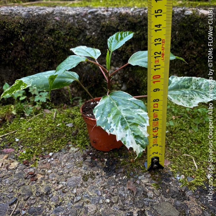 Hibiscus Rosa-Sinensis Cooperii Albo Variegata (Neu (gemäss Beschreibung)) in Adliswil für CHF ...