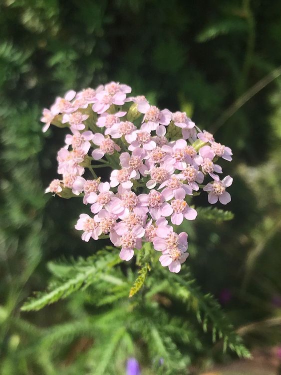 SCHAFGARBE - YARROW GREATER - ACHILLEA DISTANS - ROSA | Kaufen auf Ricardo