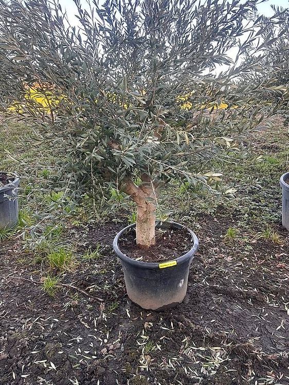 Olivenbaum "Pubertier III" (Gebraucht) in Zuckenriet für CHF 400 – nur Abholung auf Ricardo kaufen