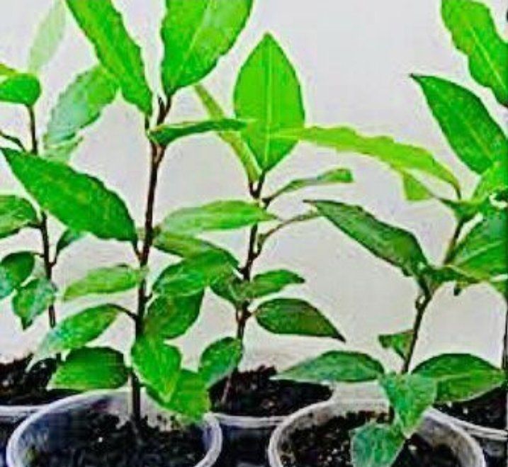 Ab 15 fr 20 Stk SAMEN LORBEER BAUM WILD & DUFTIG‪ (Neu und ...