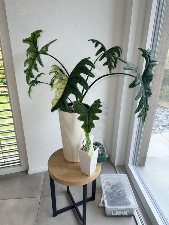Alocasia Jacklyn albo variegata XXL (très rare) (Gebraucht) in Leytron ...