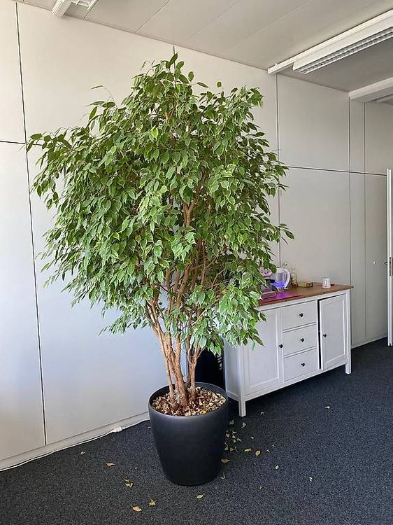 Schöner Ficus-Baum im Topf, gepflegt & dekorativ (Gebraucht) in Bern ...