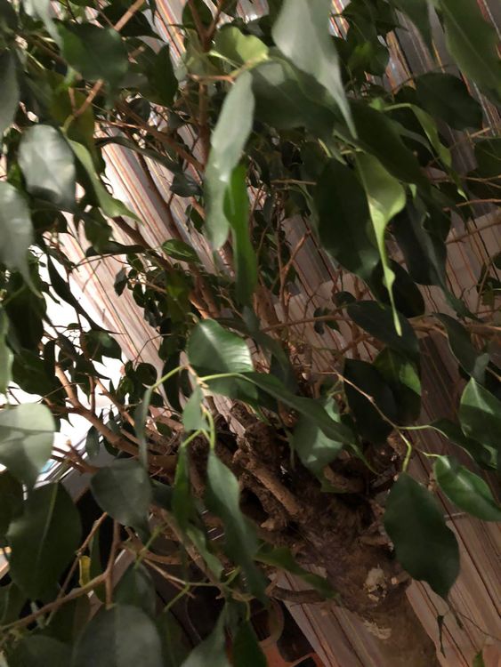 Ficus Baum Benjamin | Kaufen auf Ricardo