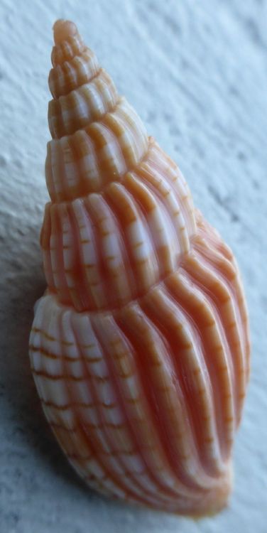 VOLUTA DELESSERTIANA, SUPER, ORANGE, SELTEN !. (Neu (gemäss ...