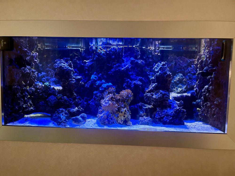 Meerwasser-Aquarium wegen Hobby-Aufgabe extrem günstig (Gebraucht) in Niederglatt ZH für CHF 950 ...