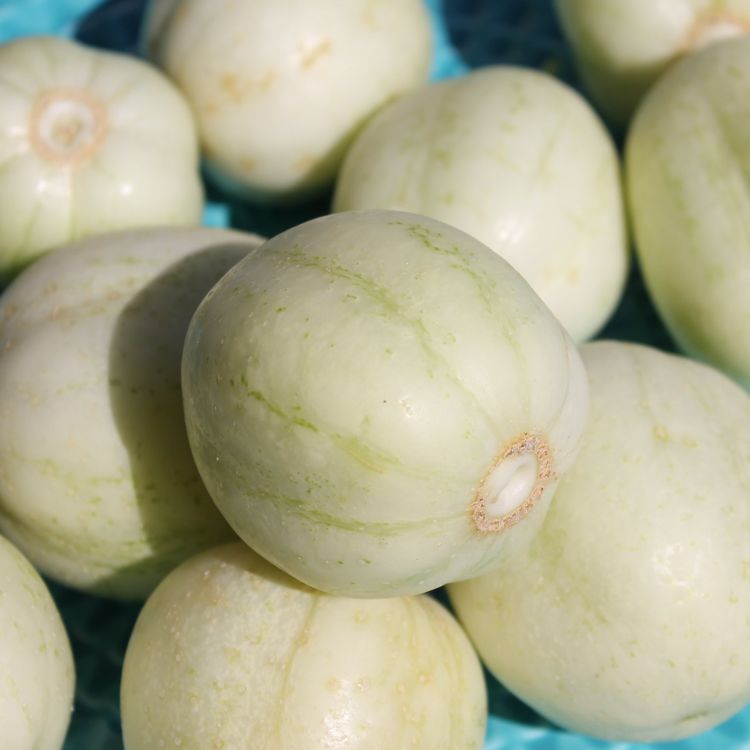 Crystal Apple - Cucumis sativus - 10 Samen | Kaufen auf Ricardo