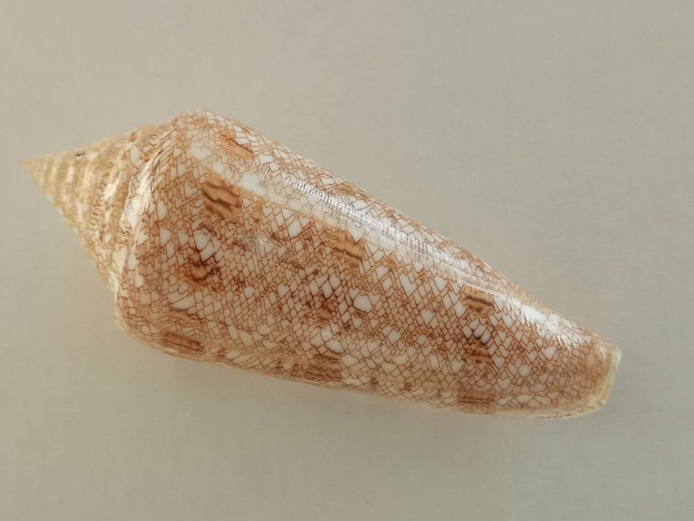 Muschel Conus Gloria Maris 100mm Muscheln Cebu Shell | Kaufen auf Ricardo