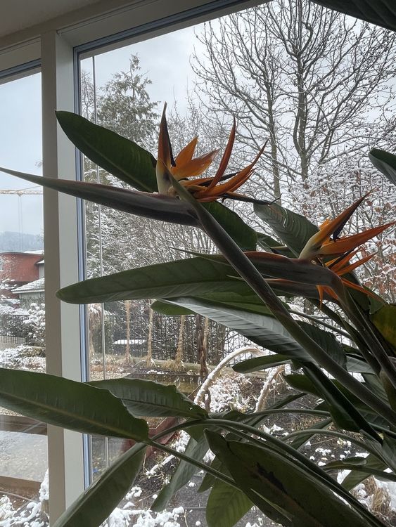 Schöne Strelitzie | Kaufen auf Ricardo