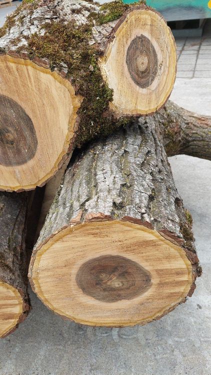 Nussbaum Nussholz Ast drechseln basteln (Neu (gemäss Beschreibung)) in ...