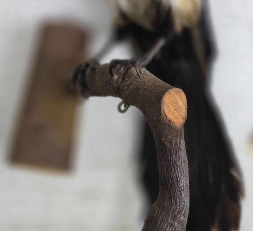 Präparierte Elster auf Holzsockel (Taxidermie) (Gebraucht) in Flums für ...
