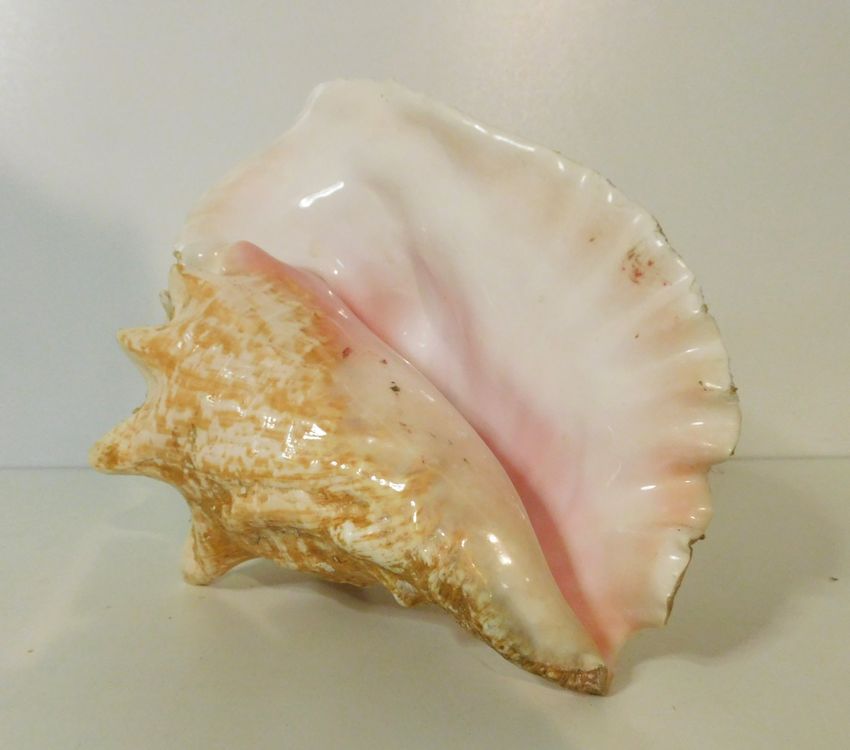 Muschel schöne grosse Muschel Fossil Mineralien (Gebraucht) in Sursee ...