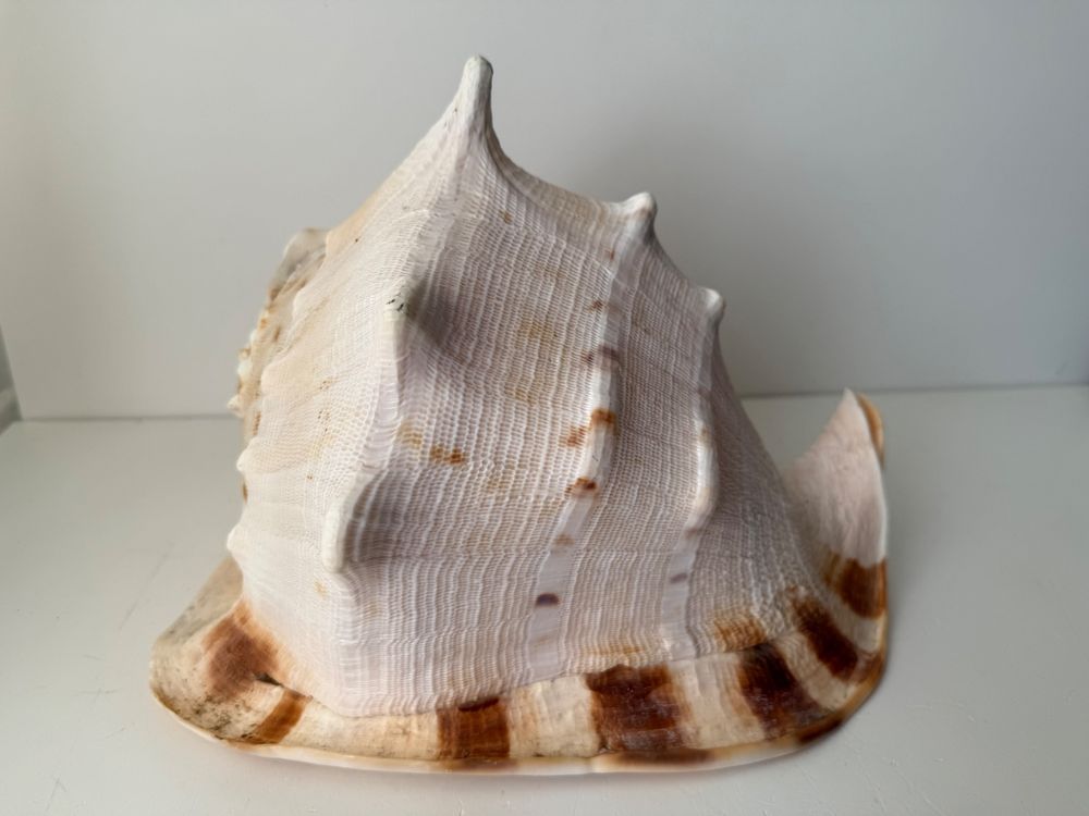 Riesenmuschel Helmschnecke (Gebraucht) in Zwingen für CHF 68 – mit ...