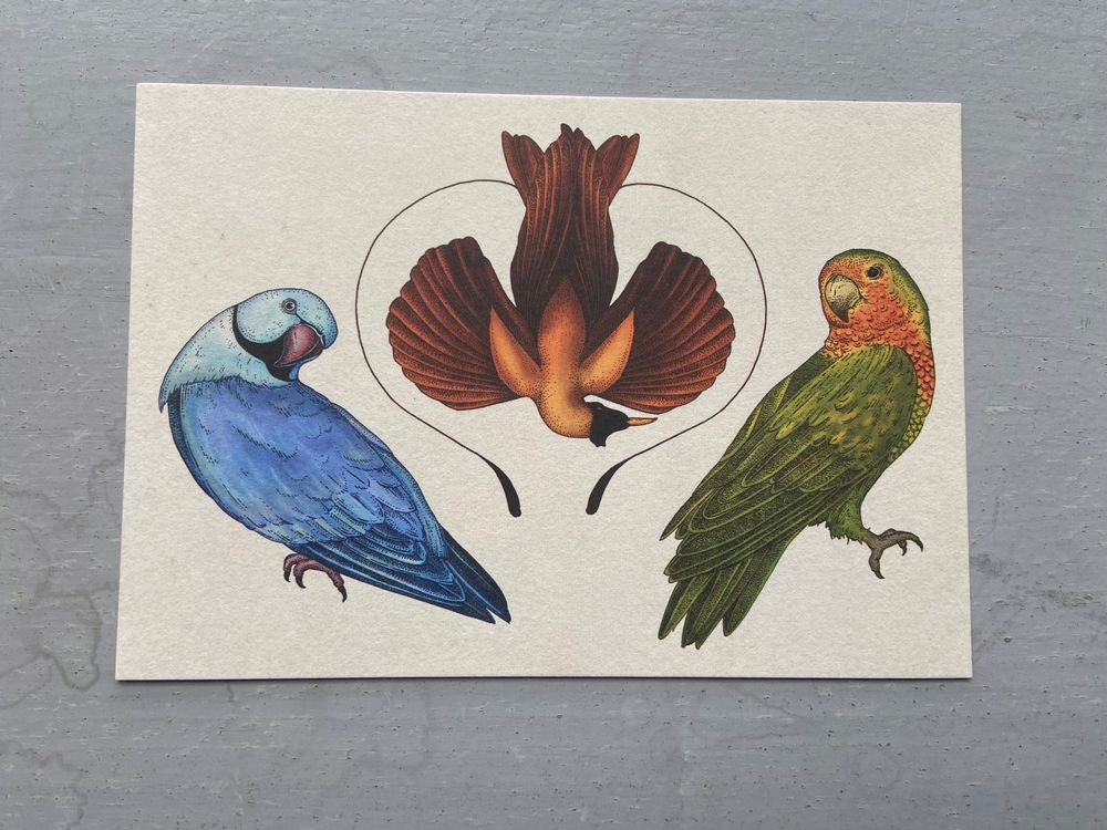 AK Illustration Vintagestyle Sittiche Paradiesvogel (Neu (gemäss Beschreibung)) in Luzern für ...