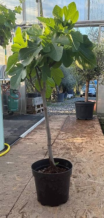 Feigenbaum "Young Tree" | Kaufen auf Ricardo