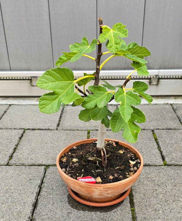 Fiscus Carica in Schale Bonsai Art (Neu (gemäss Beschreibung)) in ...