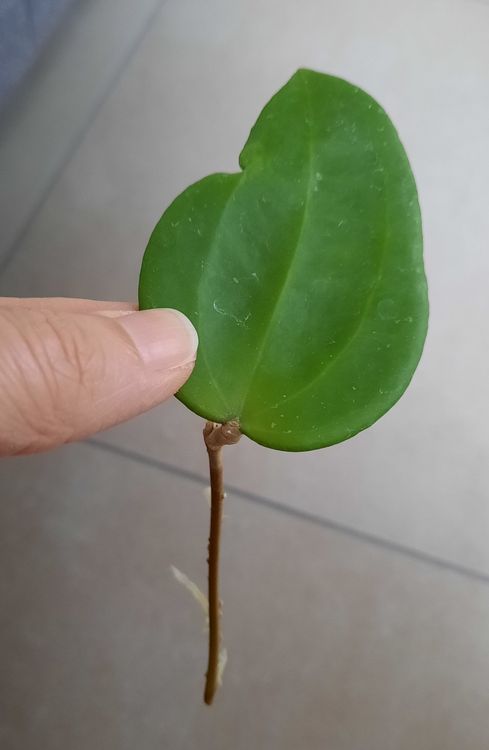 Hoya Hanhiae Yellow (Gebraucht) in Waltenschwil für CHF 6 – mit ...