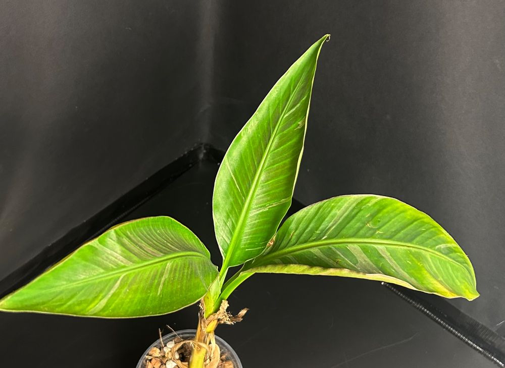 MUSA BANANA NONO PINK VARIEGATA LOW VARIEGATION TOP OFFER (Gebraucht ...
