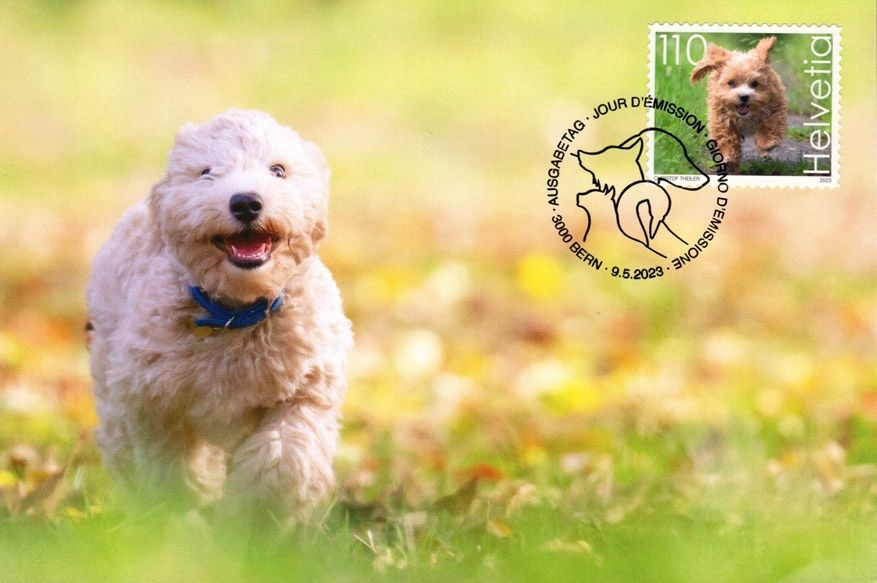 Maximumkarte Süsse Tiere - Hund (Neu (gemäss Beschreibung)) in Dottikon für CHF 4 – mit ...
