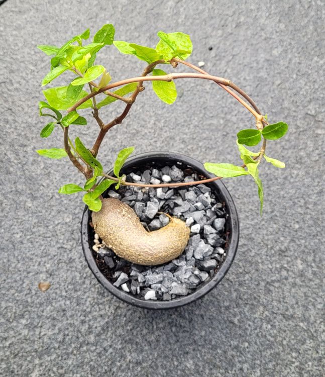 Fockea Edulis (Neu (gemäss Beschreibung)) in St.Erhard für CHF 18 – nur ...